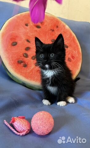 Девочка Евочка 2 месяца в добрые руки