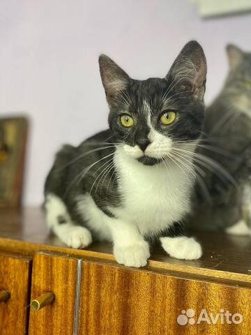 Котёнок. 4 мес. Ждёт именно вас