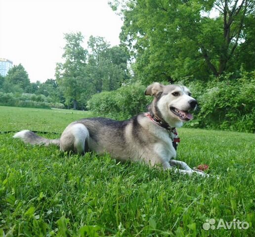Собака в добрые руки