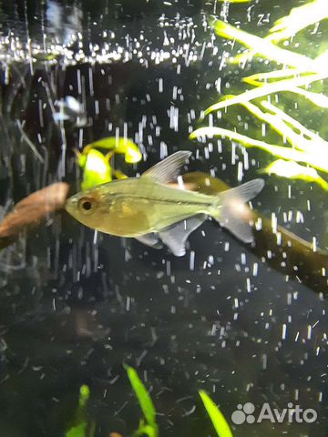 Тетра Бриллиантовая 5 штук