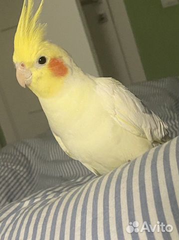 Попугай корелла