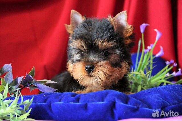 Йоркширский терьер щенки