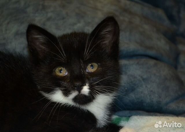 Котенок Мишель добрые руки