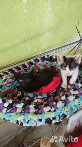 Котята от кошки крысоловки