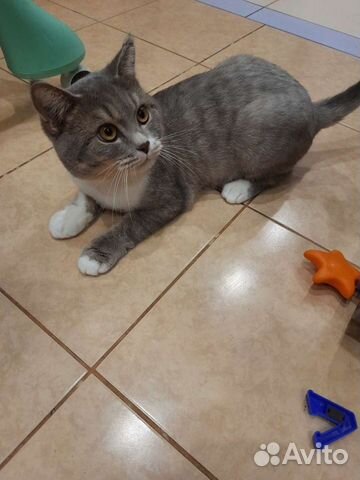 Кот Марсик