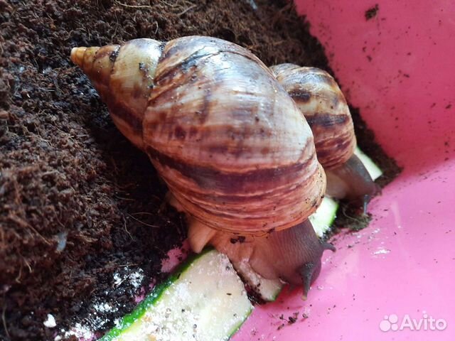Улитки ахатины + подкормка