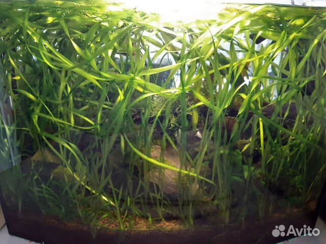 Валлиснерия спиральная