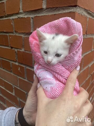 Котята в добрые руки бесплатно