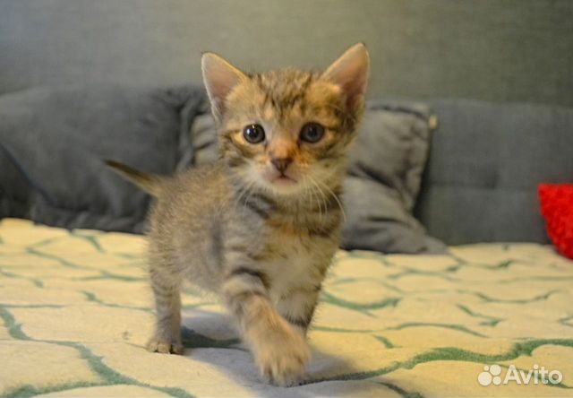 Котята ищут дом