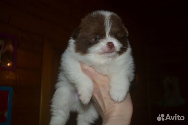 Маленький Зефирчик