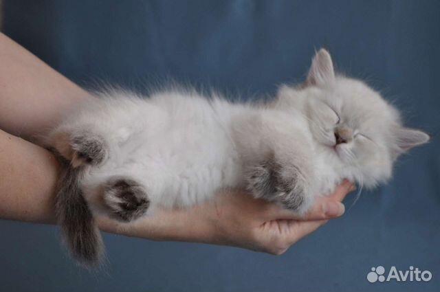 Невские маскарадные котята с документами