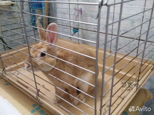 Кролик декоративный, зовут Банни