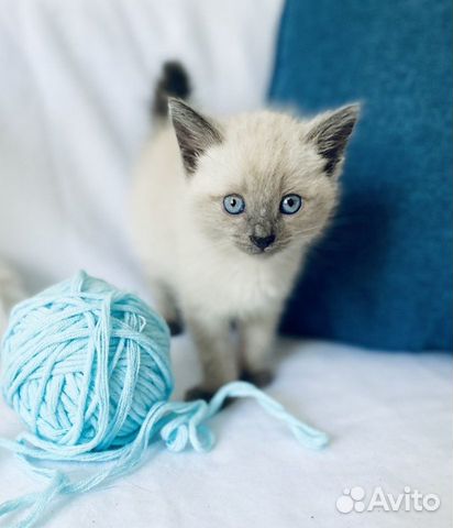 Неземной красоты мальчишка с голубыми глазками