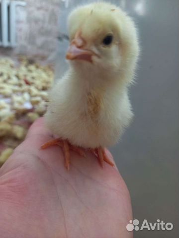 Цыплята бройлеры росс 308 суточные