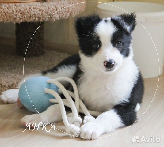 Щенок Лика в добрые руки