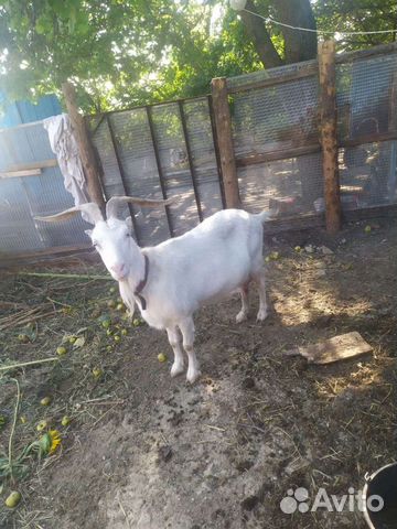Коза дойная ламанча