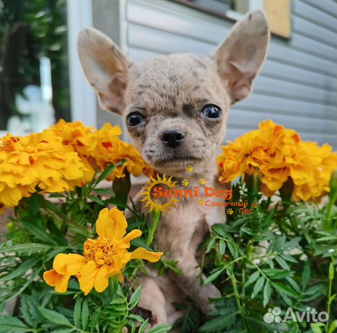 Щенки чихуахуа мини