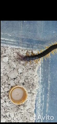 Скалапендра