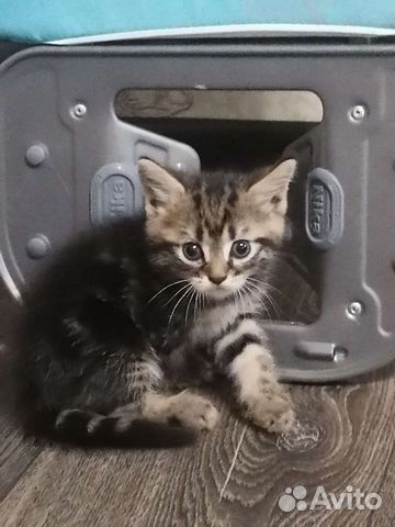 Кошки