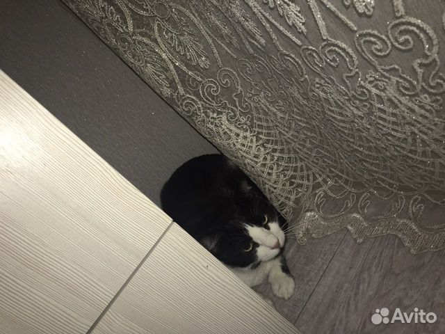 Кот