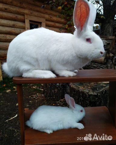 Белый Паннон