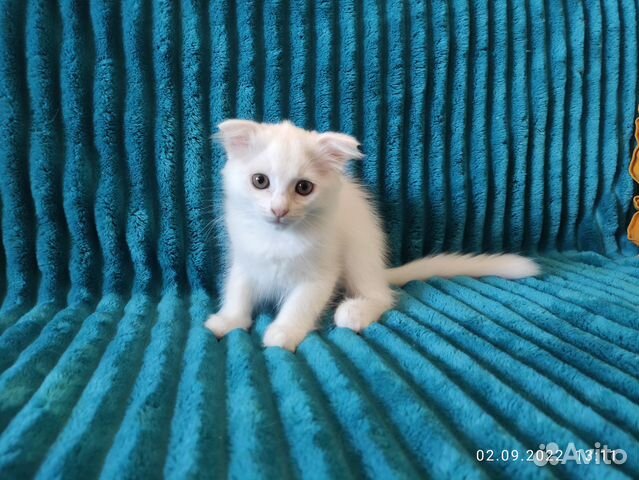 Белый вислоухий кот