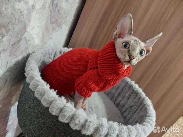 Канадский сфинкс котенок