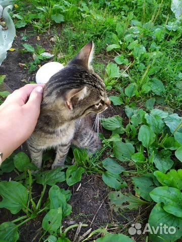 Котик 1 год