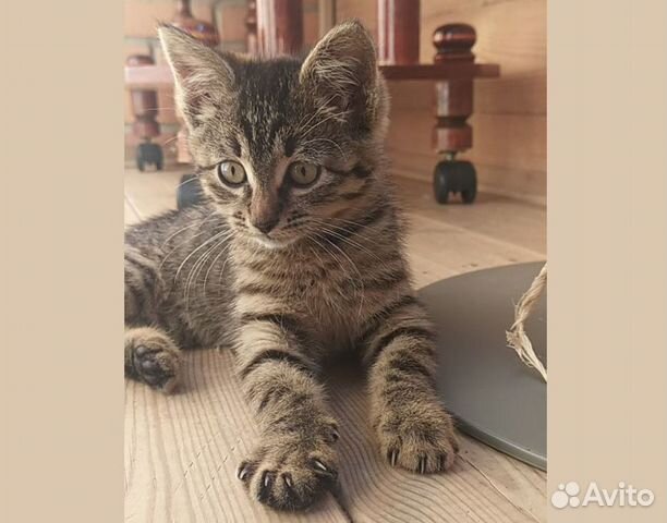Котенок в добрую семью