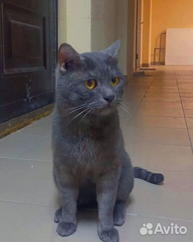 Гоняют по подъездам ласкушу ручного котика