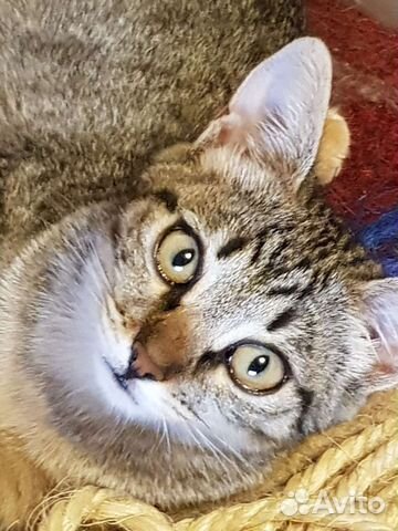 Мурочка сирота