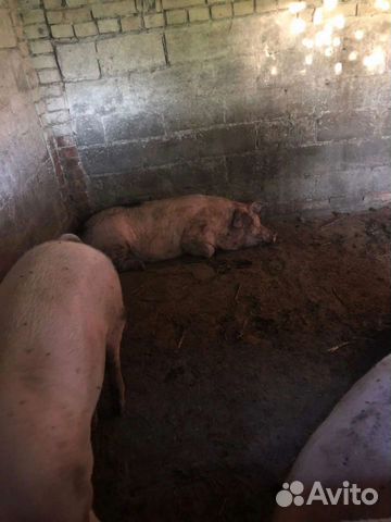 Хряк ландрас