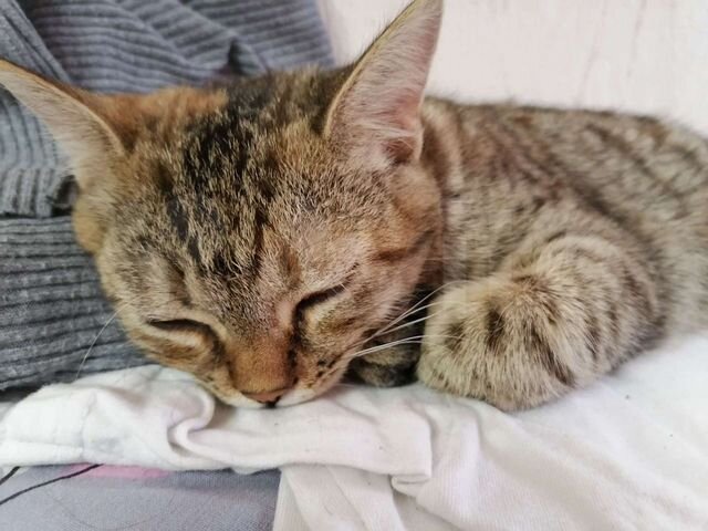Кошки