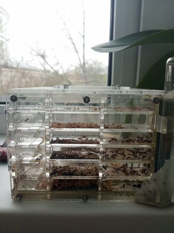 Муравьиная ферма с муравьями