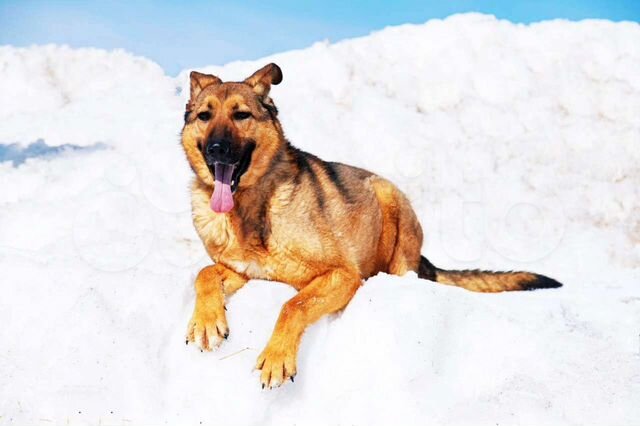 Овчарка метис ждёт своего хозяина