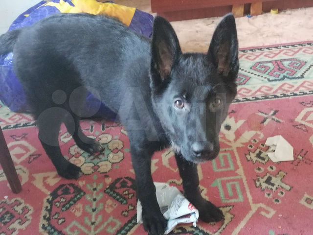 Щенок помесь немца