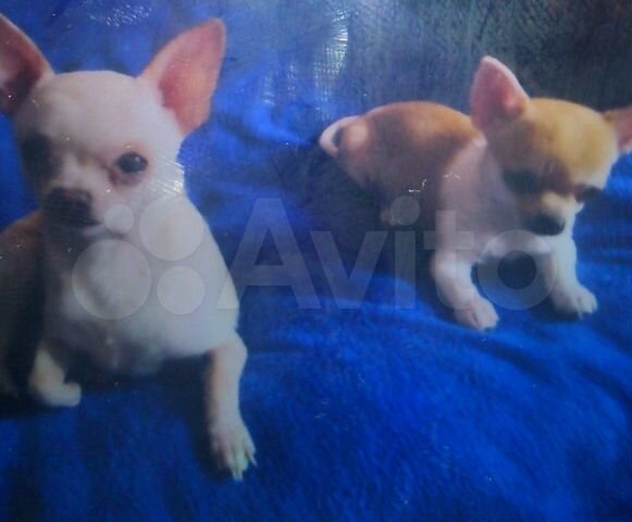 Чихуахуа девочка мини