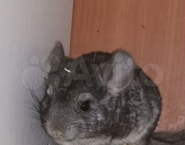 Шиншилленок, девочка,2мес