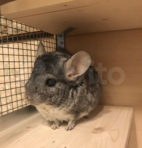 Шиншилла- молодой самец