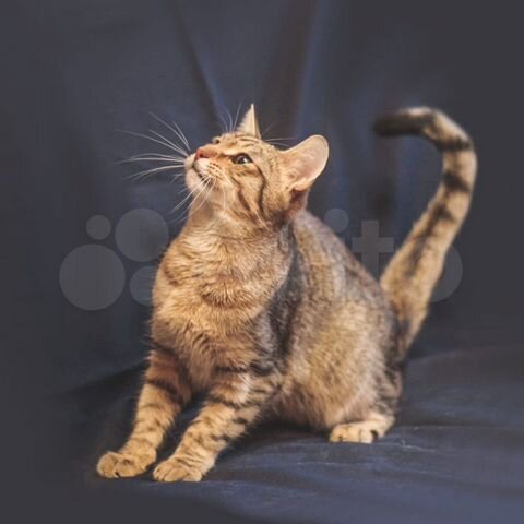 Шоник - молодой котик, 9 мес., в дар