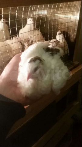 Перепела порода, Техасс ''