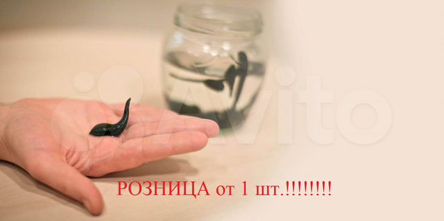 Медицинские пиявки в розницу