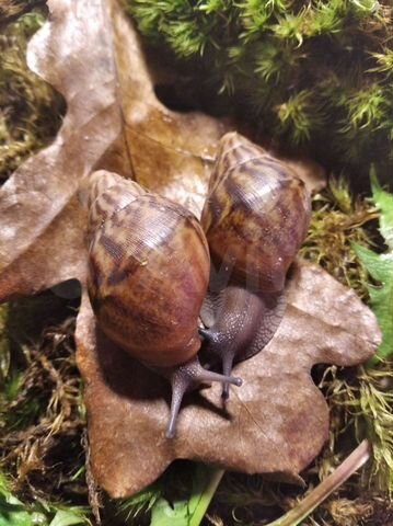 Ахатина Тигр