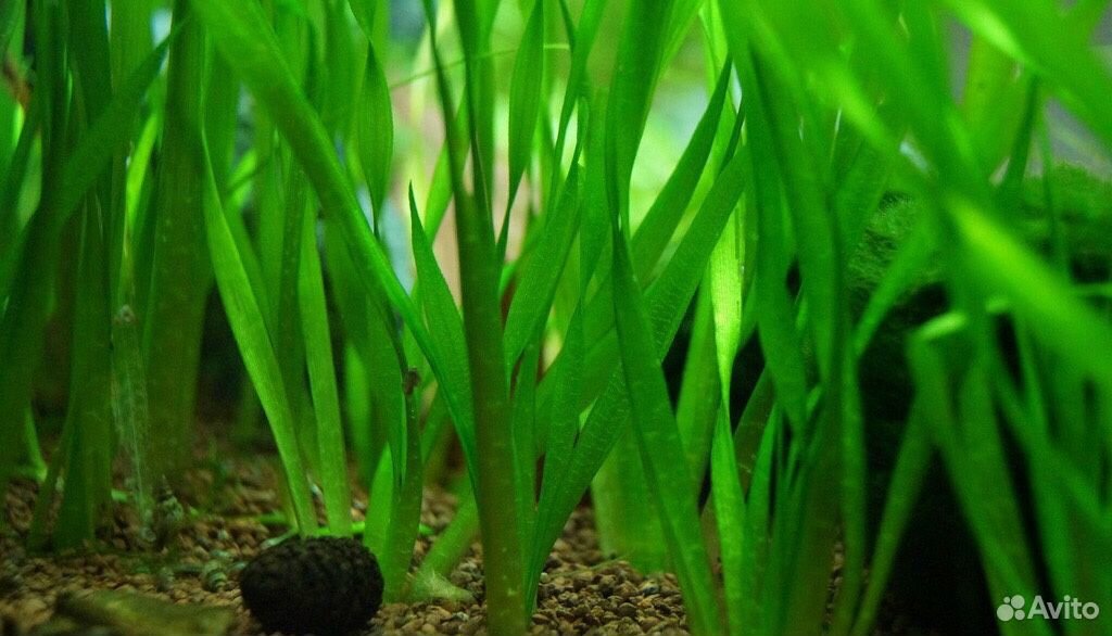 Аквариумные растения элодея, валинснерия, людвигия