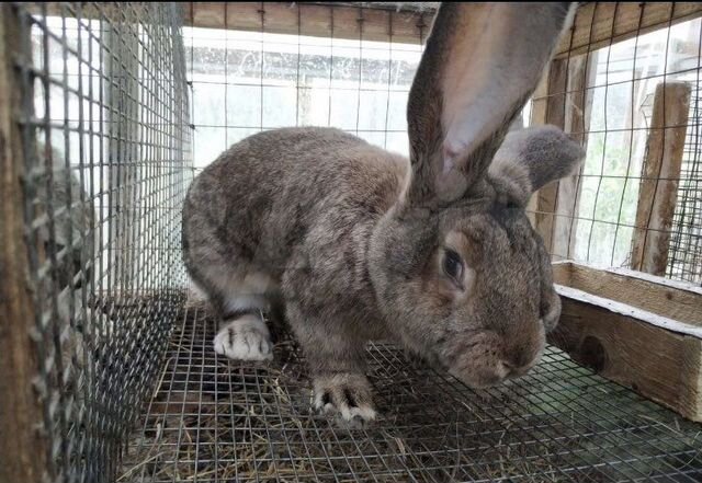 Кролики на разведение и мясо