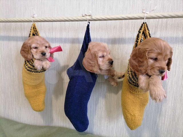 Кокер спаниель Щенки продам