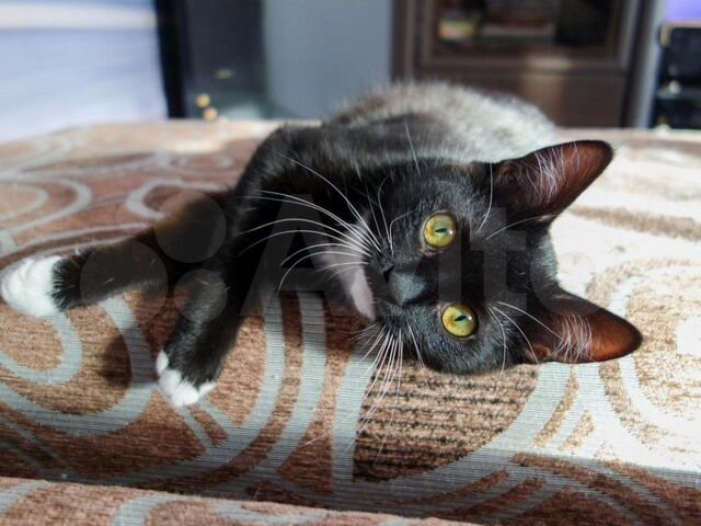 Лейла - черная кошка с белой грудкой и усами в дар