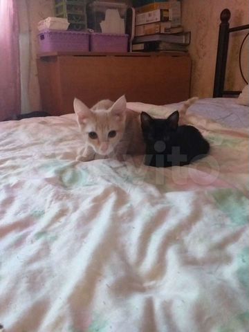 Кошки в добрые руки бесплатно