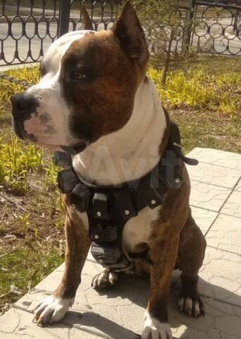 Американский Стаффорд. Кабель для вязки