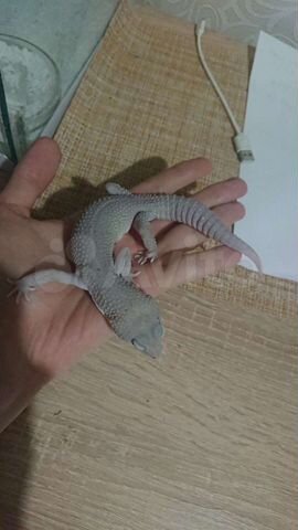 Эублефар (ссаживание)